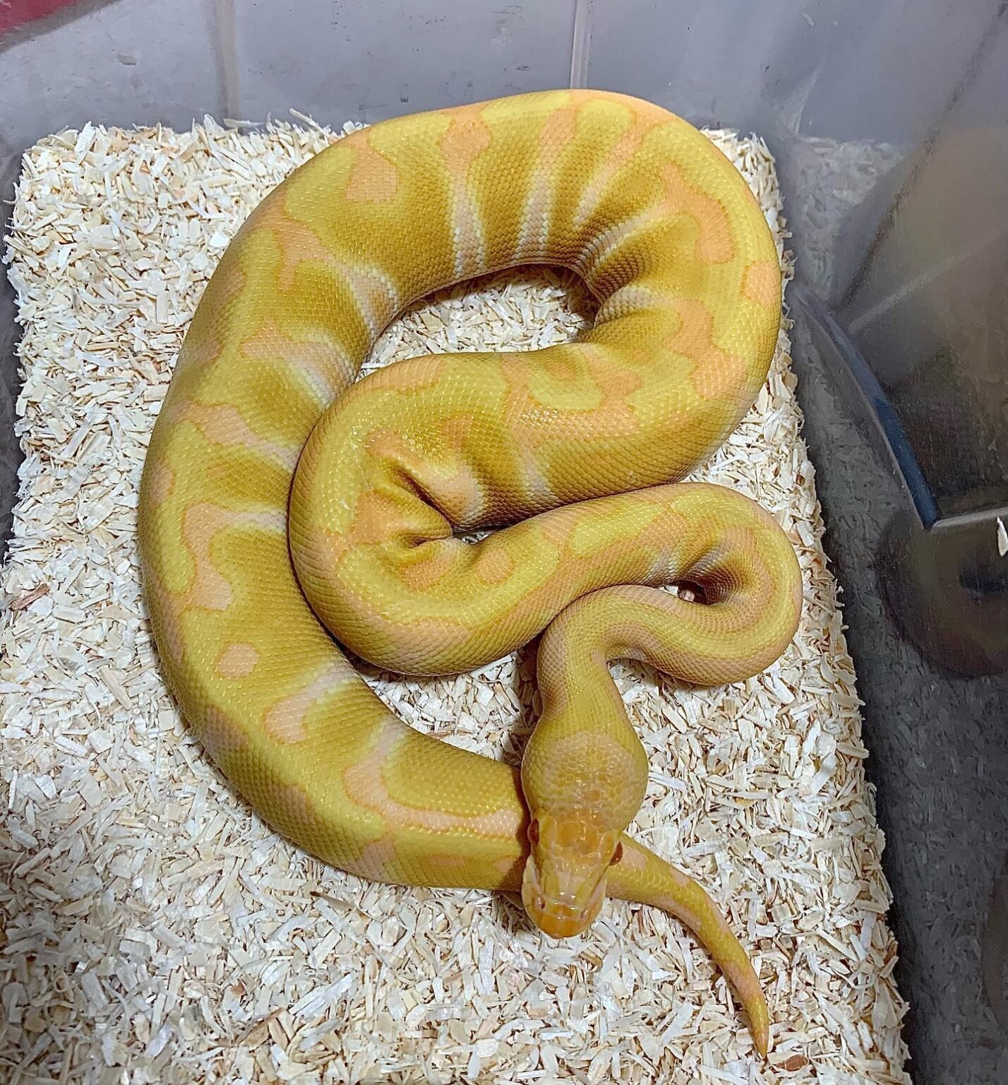 Albino Enchi ball python – V Reptiles