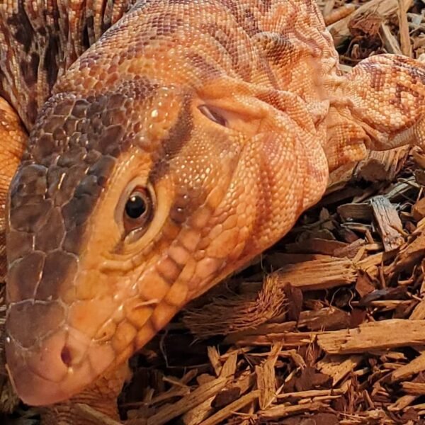 Red Argentine Tegu, If you’re looking for a new pet argentine tegu