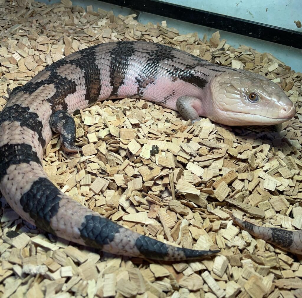 Skinks Archives - V Reptiles