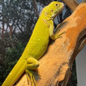 Miami Blue Iguana – V Reptiles