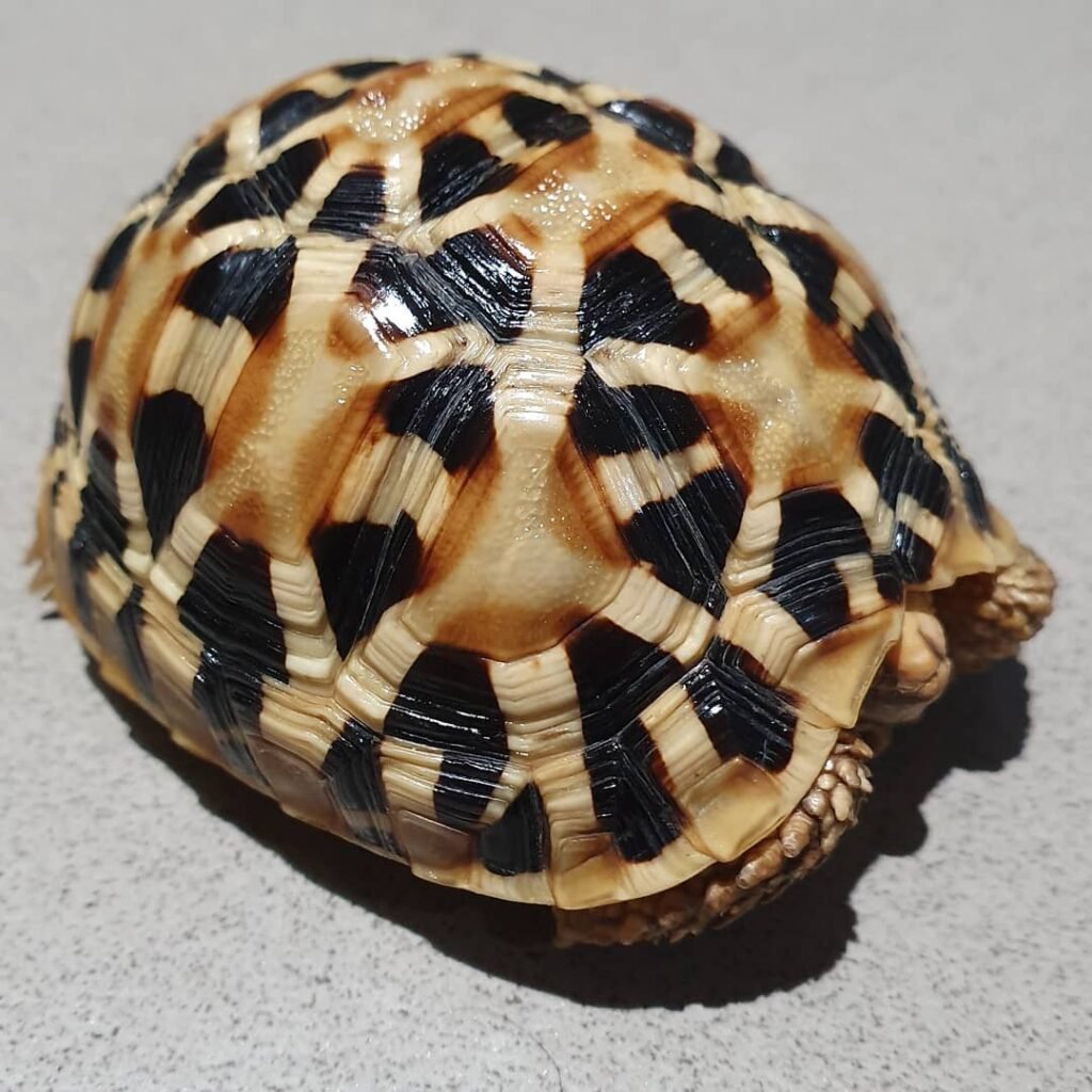 Indian Star Tortoise – V Reptiles