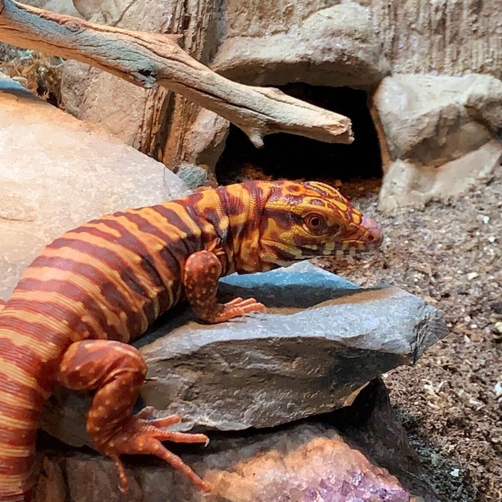 Red Argentine Tegu, If you’re looking for a new pet argentine tegu