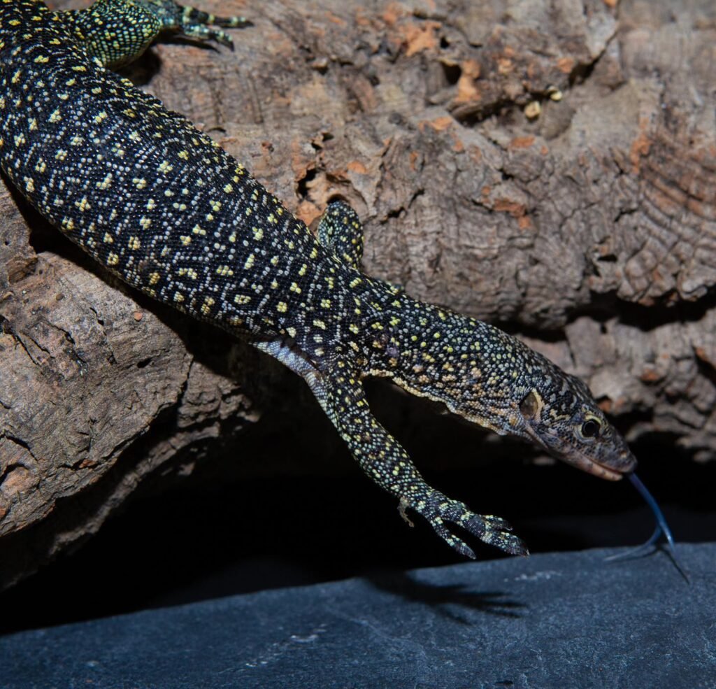 Small Mangrove Monitors are a beautiful and exotic reptile