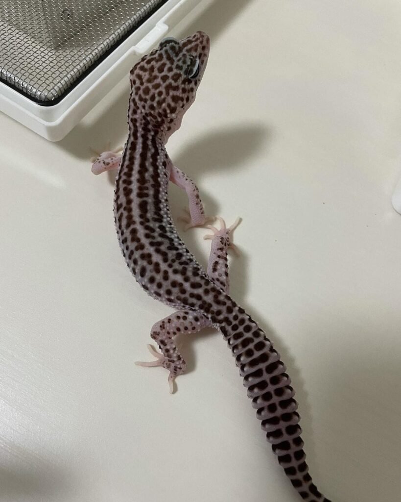 Mack Super Snow Leopard gecko - V Reptiles