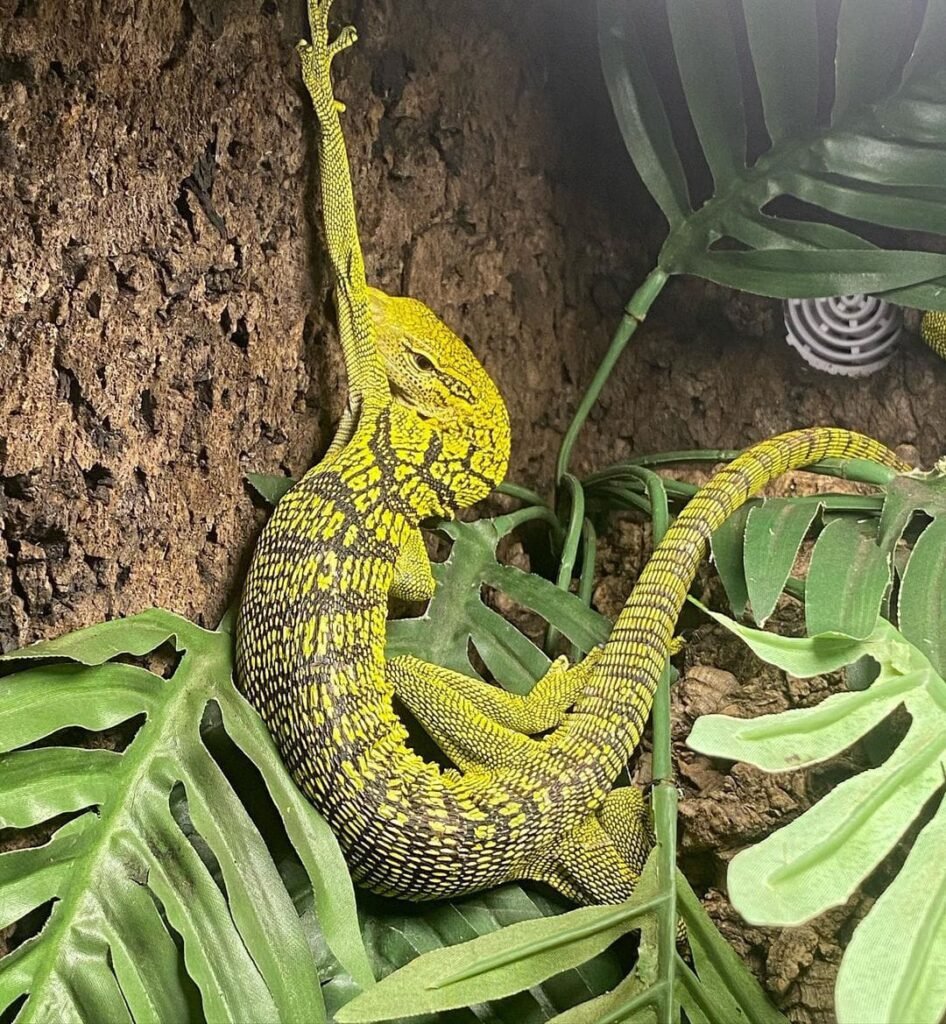 Yellow Tree Monitor – V Reptiles