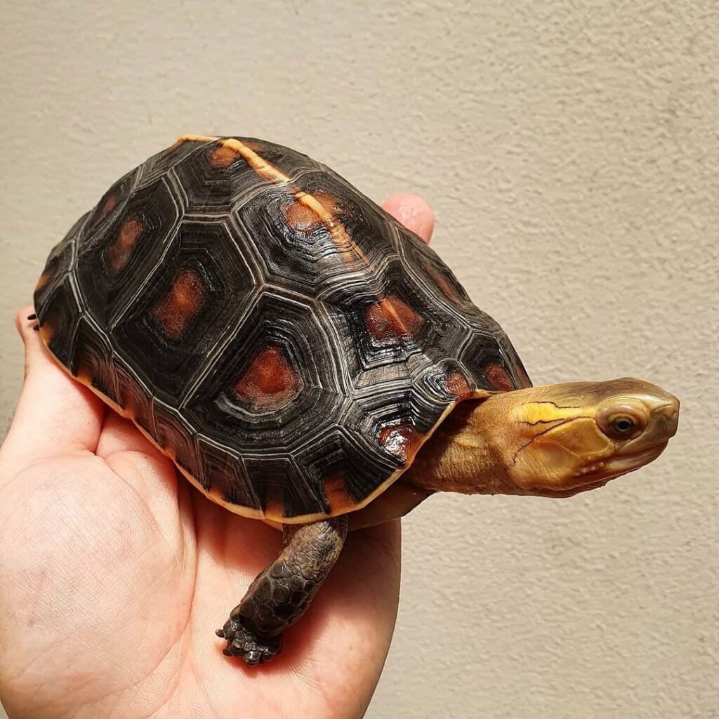 Chinese box turtle is an endangered Asiatic box turtle native