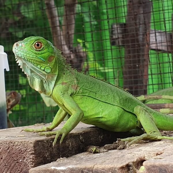 Miami Blue Iguana - V Reptiles