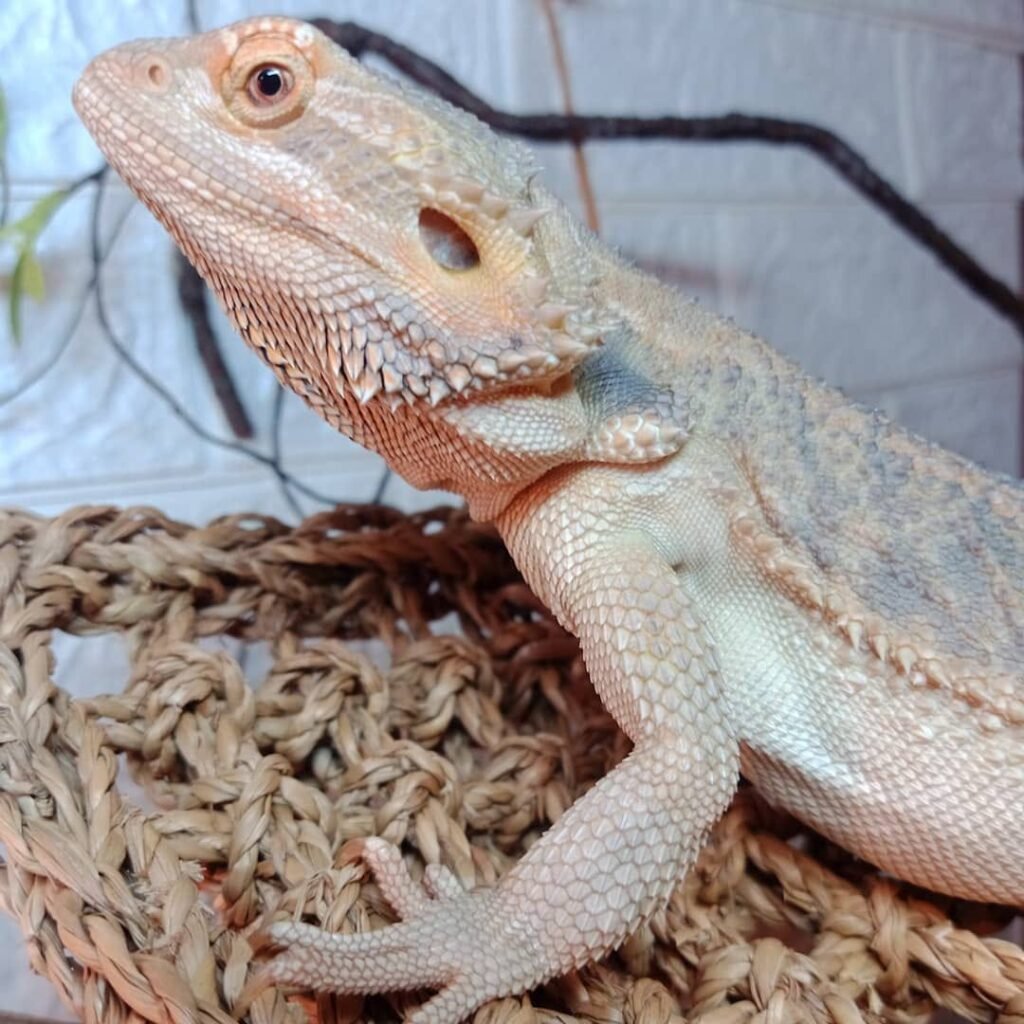 A leatherback bearded dragon is a type or morph or mutation - V Reptiles