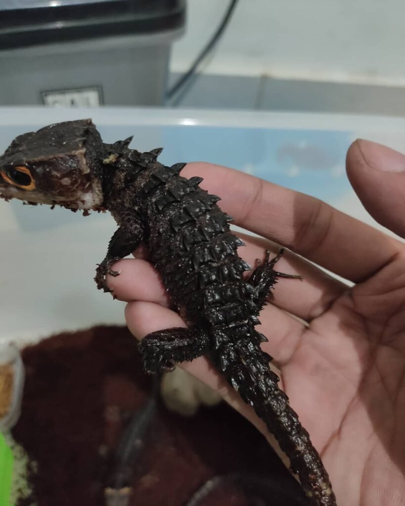 Red Eyed Crocodile Skink for sale VReptile has some absolutely gorgeous